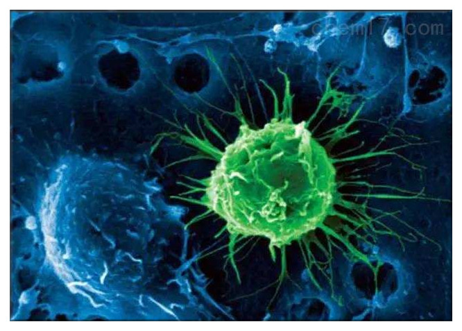 GV3101(pSoup)感受态细胞